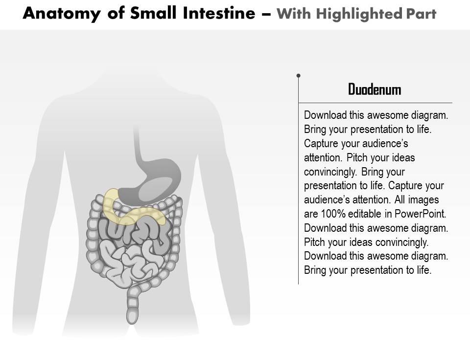 Top 10 Small Intestine PowerPoint Presentation Templates in 2026