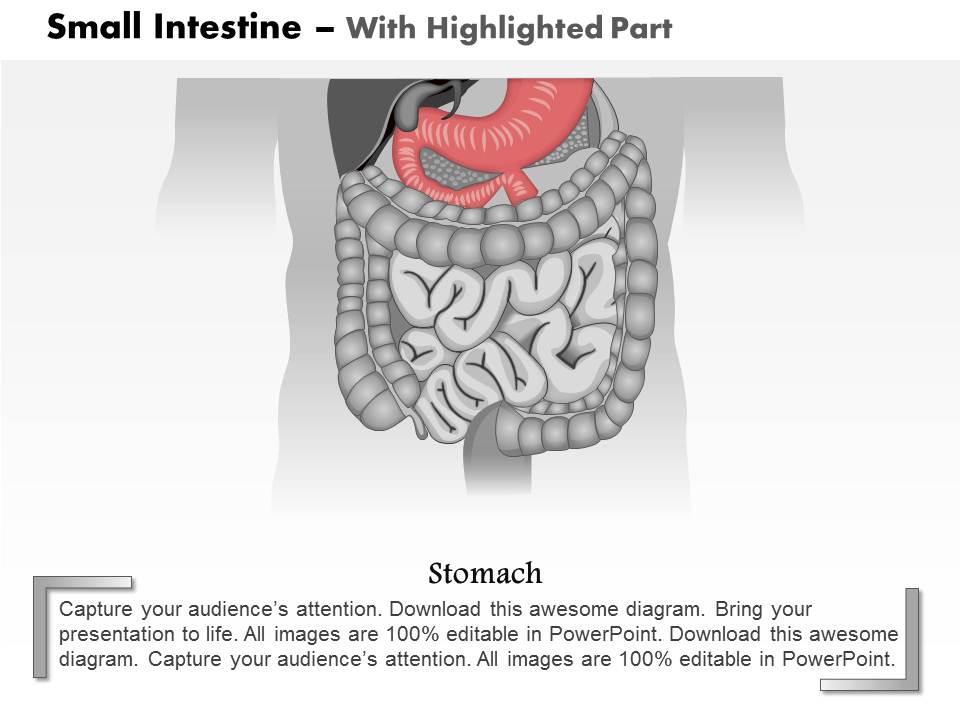 Human Tissue Cells Powerpoint Presentation