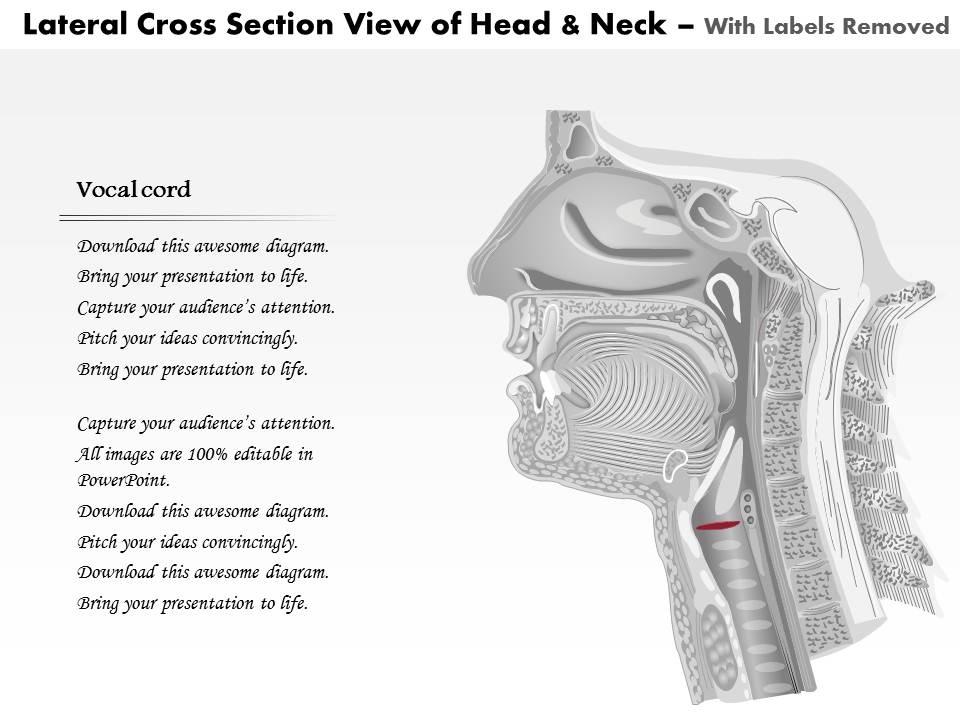 Top 10 Head And Neck Anatomy PowerPoint Presentation Templates in 2026