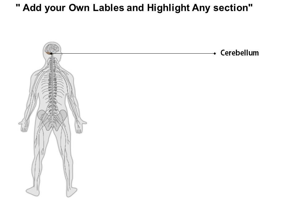 Top 10 Spinal Cord PowerPoint Presentation Templates in 2026