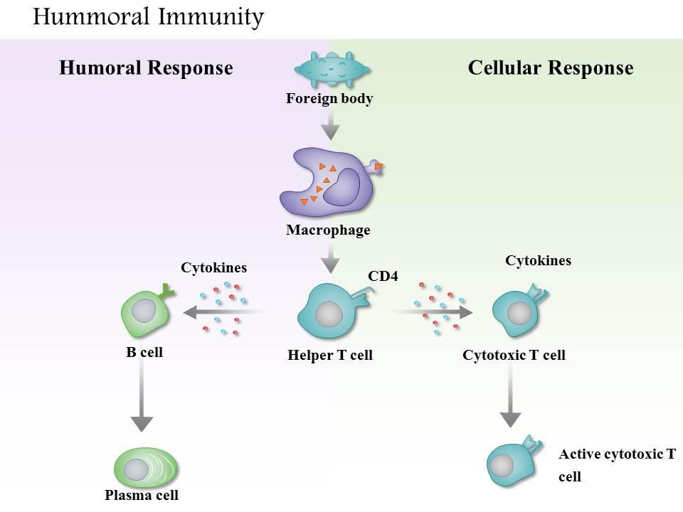 Cell Mediated Immunity Vs Humoral Immunity