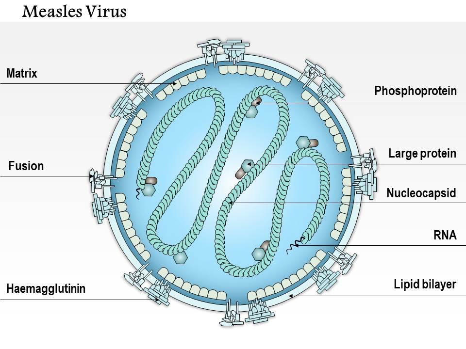 Top 10 Measles PowerPoint Presentation Templates in 2025 Top 10 Measles PowerPoint Presentation Templates in 2025