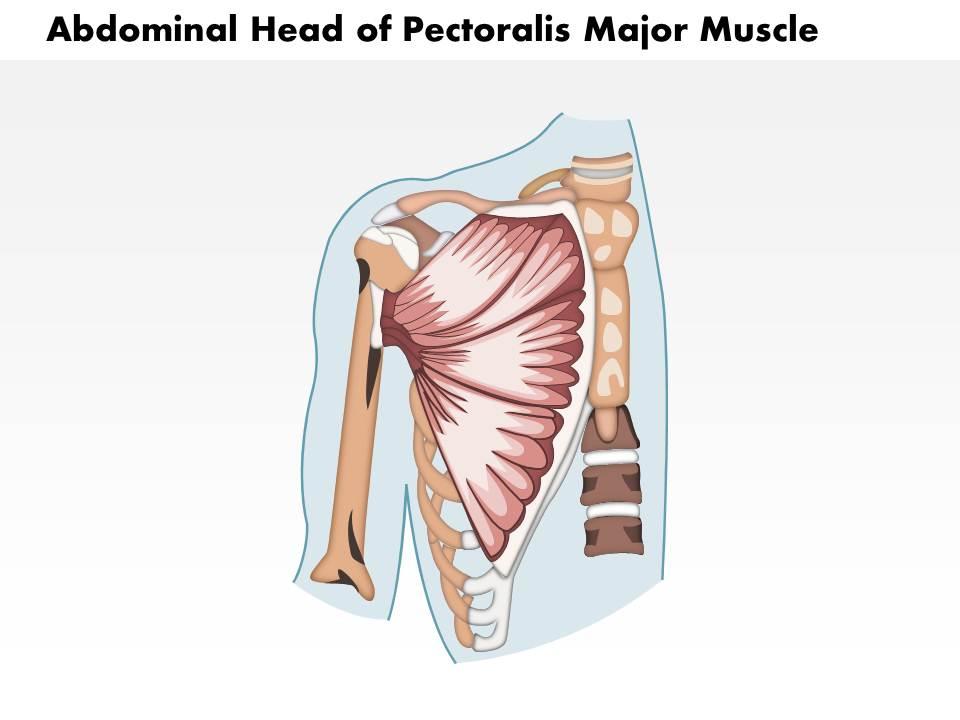 0714 Abdominal Head of Pectoralis Major Muscle Medical Images For ...
