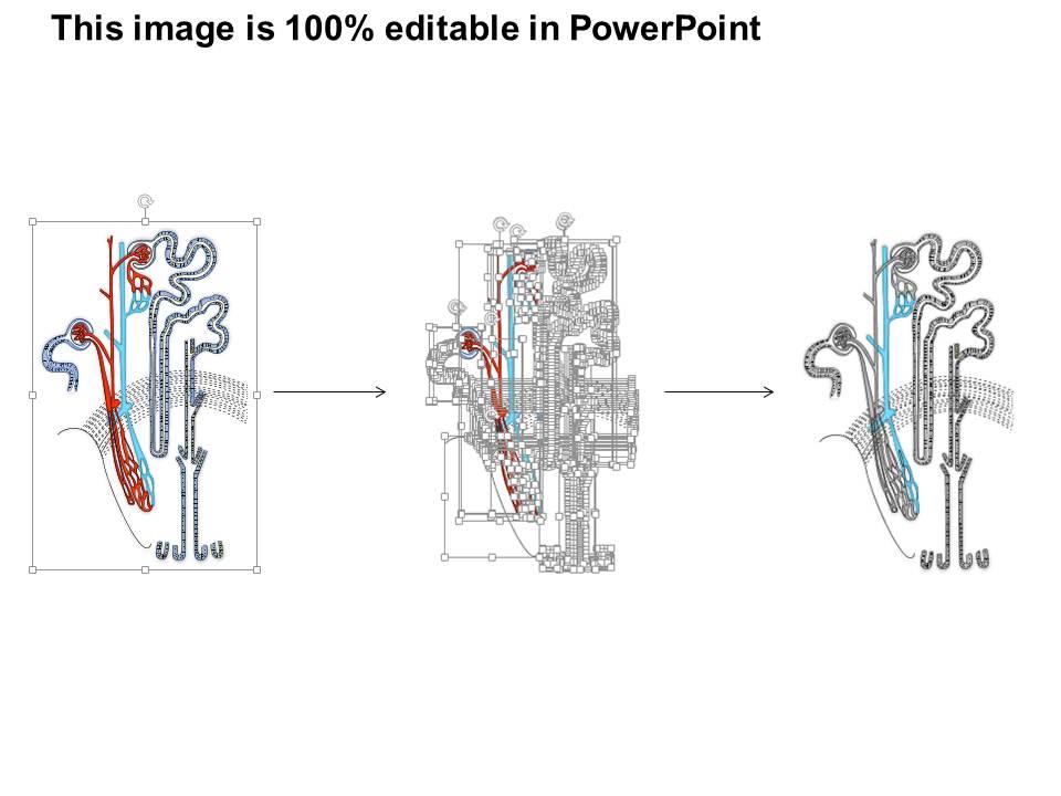 Top 10 Nephron PowerPoint Presentation Templates in 2026