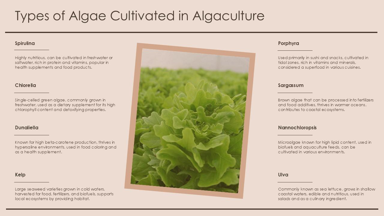 Algaculture Algae Farming Sustst Ainable Practices Ppt Examplest ST AI ...