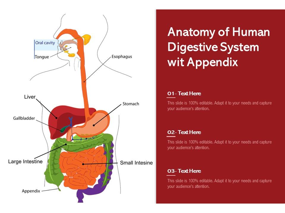 Anatomy Of Human Digestive System Wit Appendix | Presentation Graphics ... Anatomy Of Human Digestive System Wit Appendix | Presentation Graphics ...