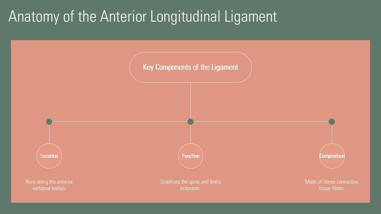 Anatomy Of The Anterior Longitudinal Ligament Ossification PPT Summary ...
