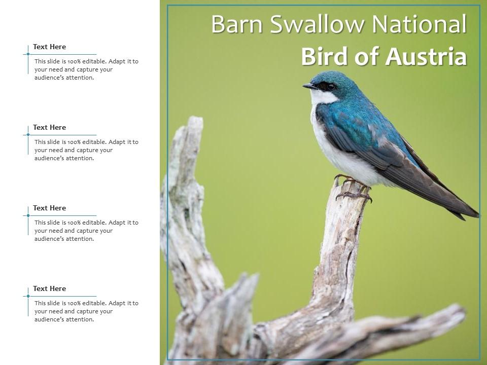 Barn Swallow National Bird Of Austria | Presentation Graphics ...