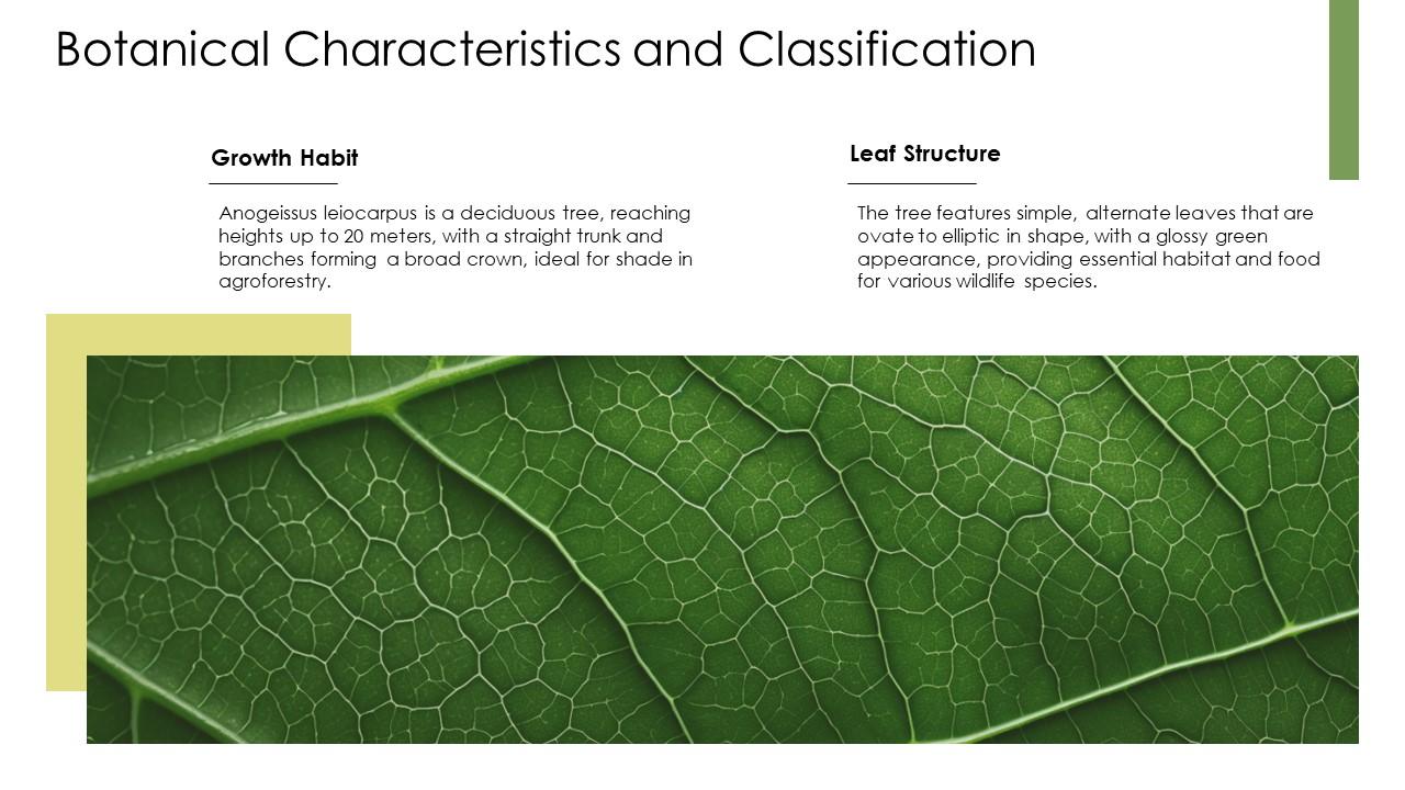 Biomass Pyrolysis Process Sustainable Energy Production Techniques PPT ...