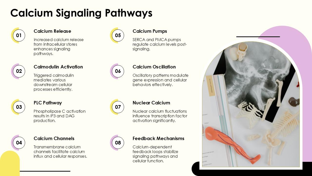Calcium Signaling Pathways Ossification Ppt Mockup Acp Ppt Sample
