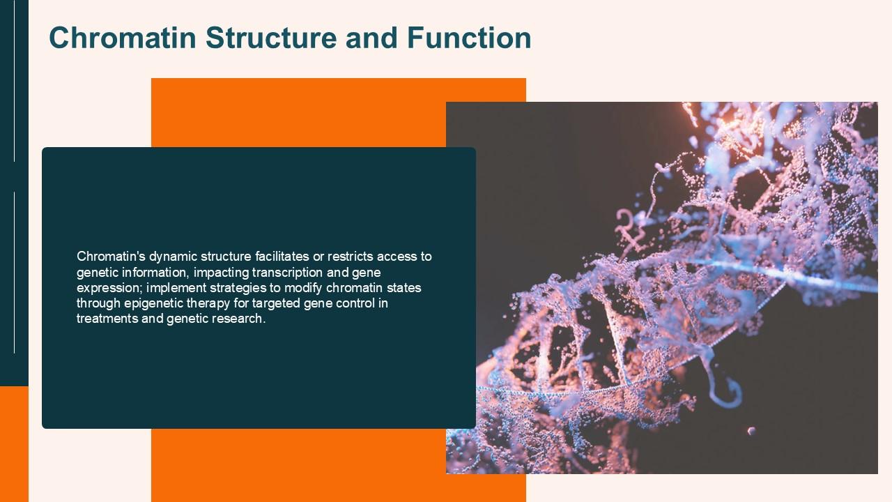 Chromatin Structure And Function Nucleus Genome Ppt Structure Acp Ppt