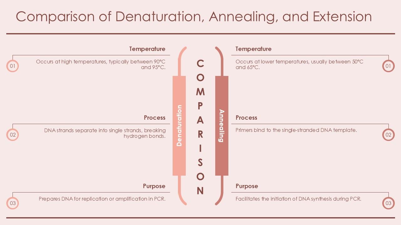 Comparison Of Denaturation Annealing And Extension DNA Denaturation PPT ...