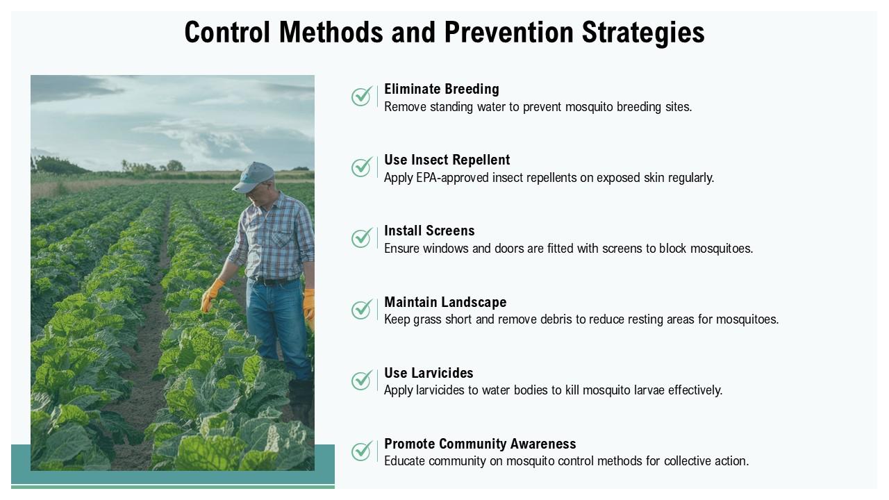 Control Methods And Prevention Strategies Mosquito Metamorphosis PPT ...