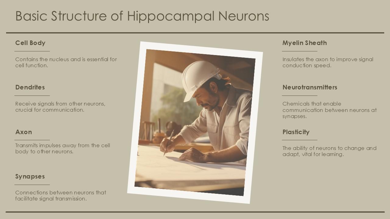 Exploring Hippocampal Neurons Functions And Importance PPT Sample ST AI PPT Sample