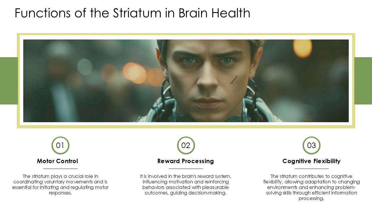 Functions Of The Striatum In Brain Health PPT Presentation ST AI SS PPT PowerPoint