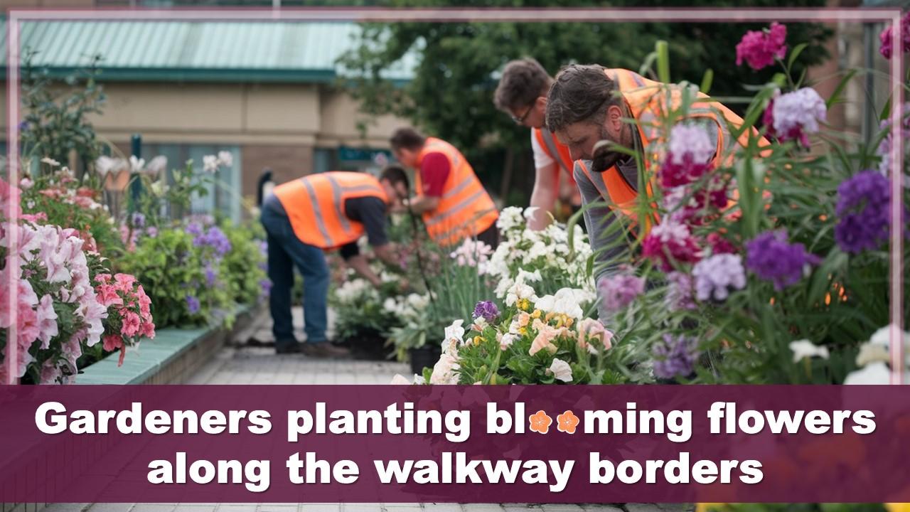 Gardeners Planting Blooming Flowers Along The Walkway Borders LCT PPT Slide