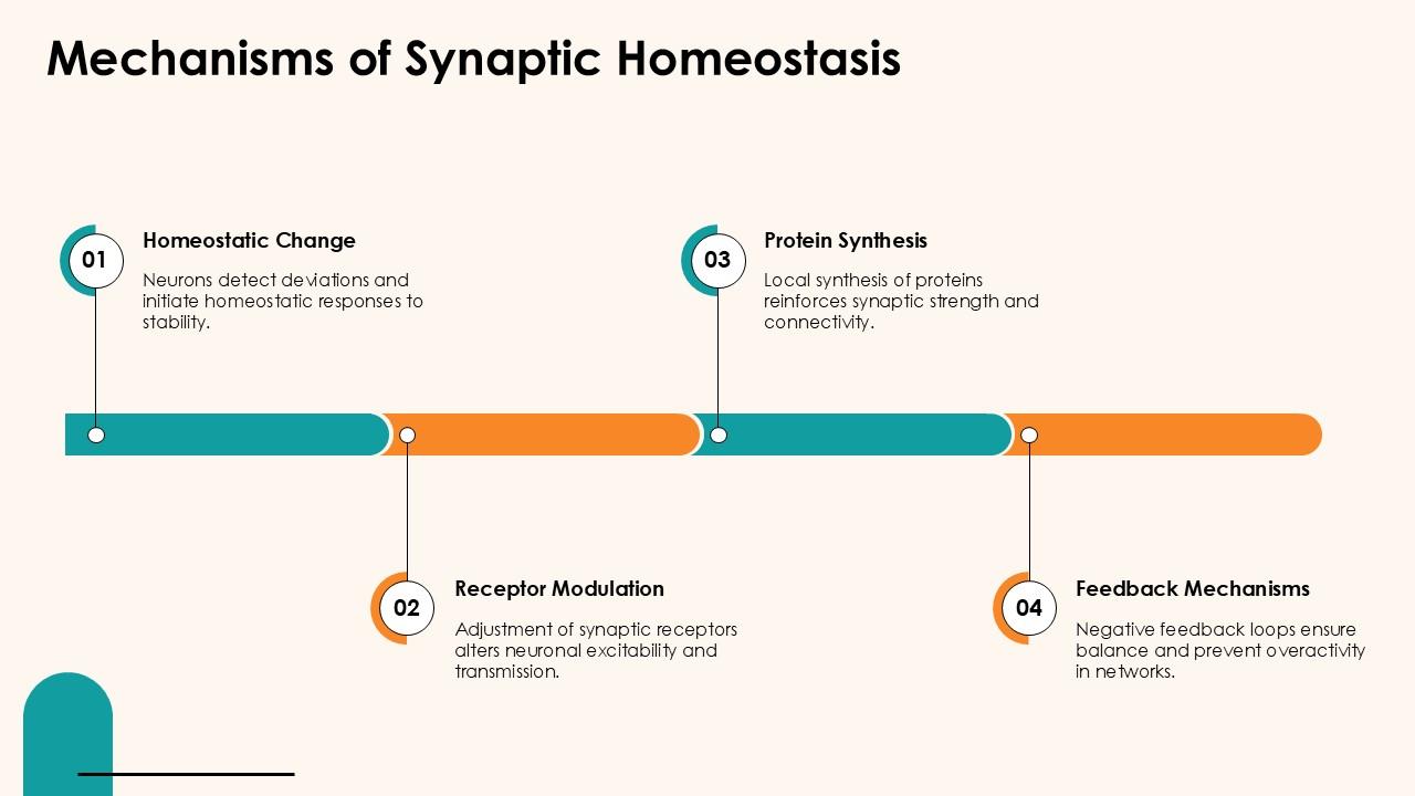 Mechanisms Of Synaptic Homeostasis PPT Template ACP PPT Template