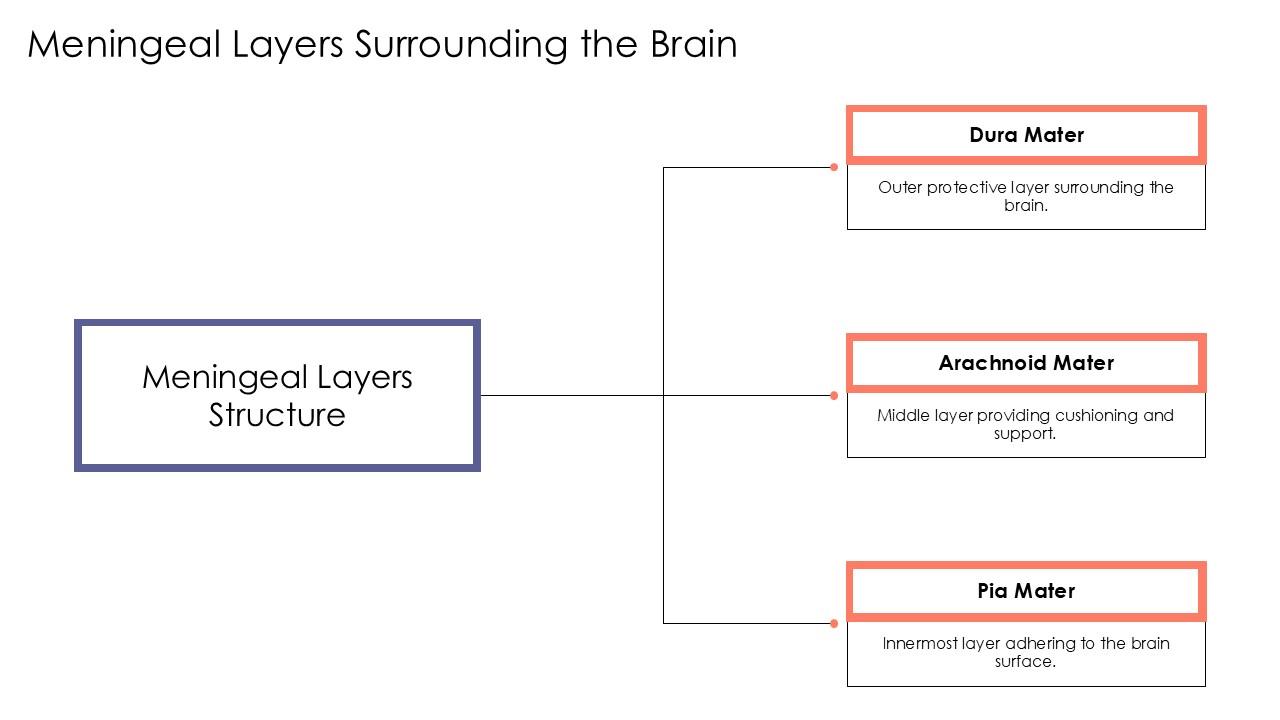 Meningeal Layers Surrounding The Brain Arachnoid Mater PPT PowerPoint ...