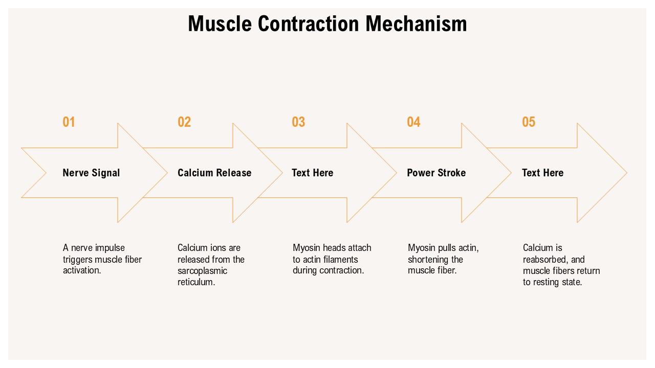 Muscles Interactive Ppt Powerpoint Acp Ppt Slide
