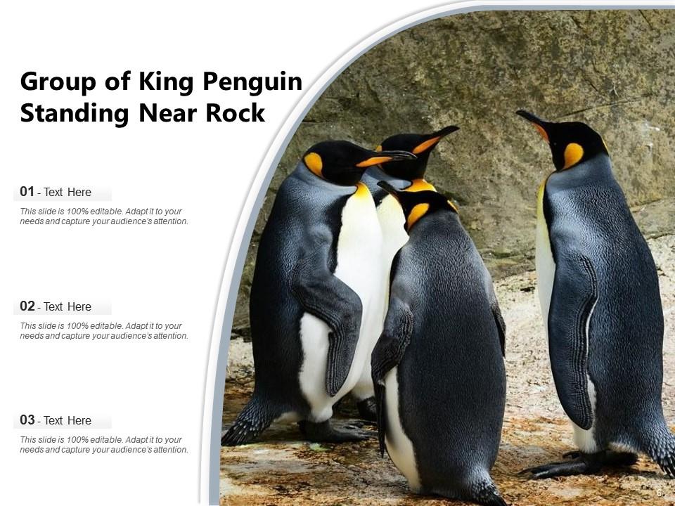 Penguin African Standing Beach Aquatic Animal Emperor | Presentation ...
