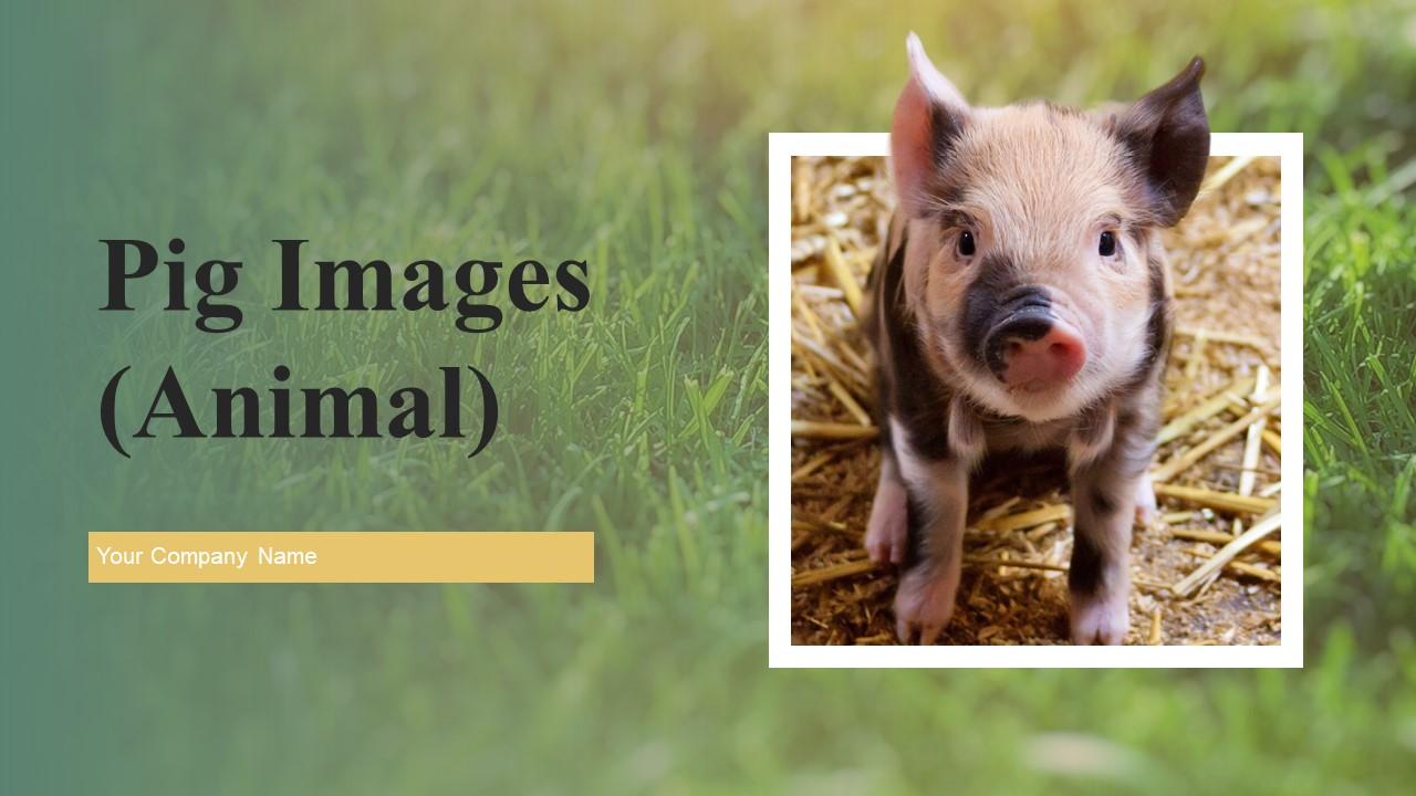 Pig Images animal PowerPoint PPT Template Bundles PPT Example