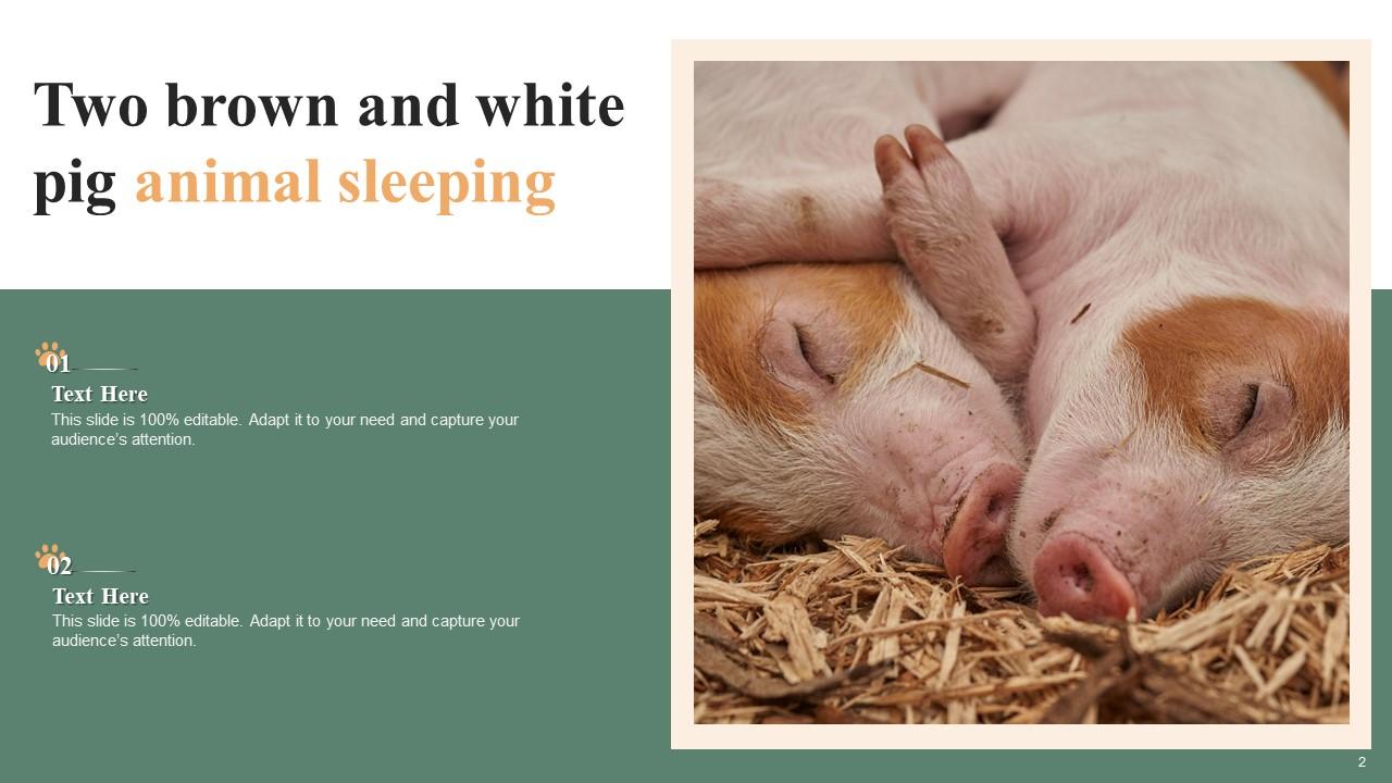 Pig Images animal PowerPoint PPT Template Bundles PPT Example