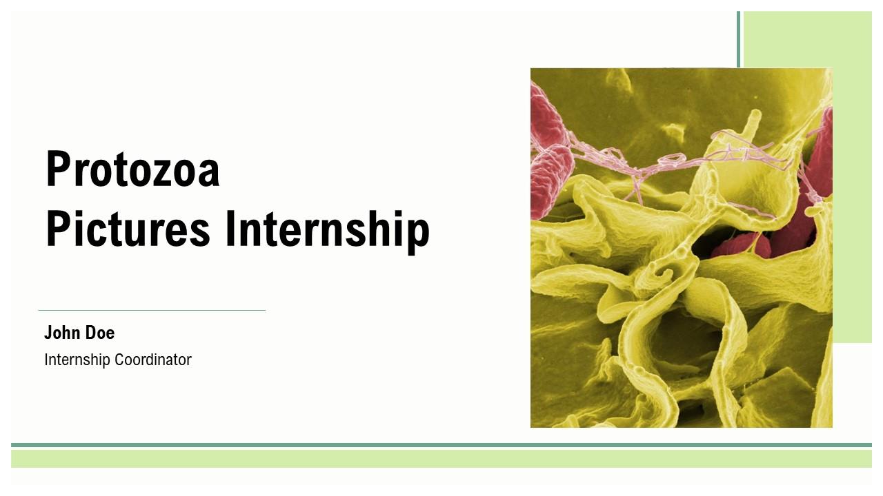 Protozoa Pictures Internship Ppt Structure Acp Ppt Sample