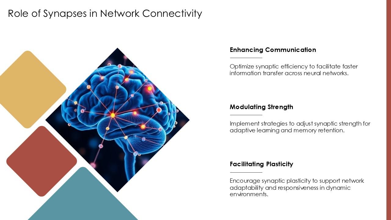 Role Of Synapses In Network Connectivity Neuroscience Ppt Structure Acp Ppt Example
