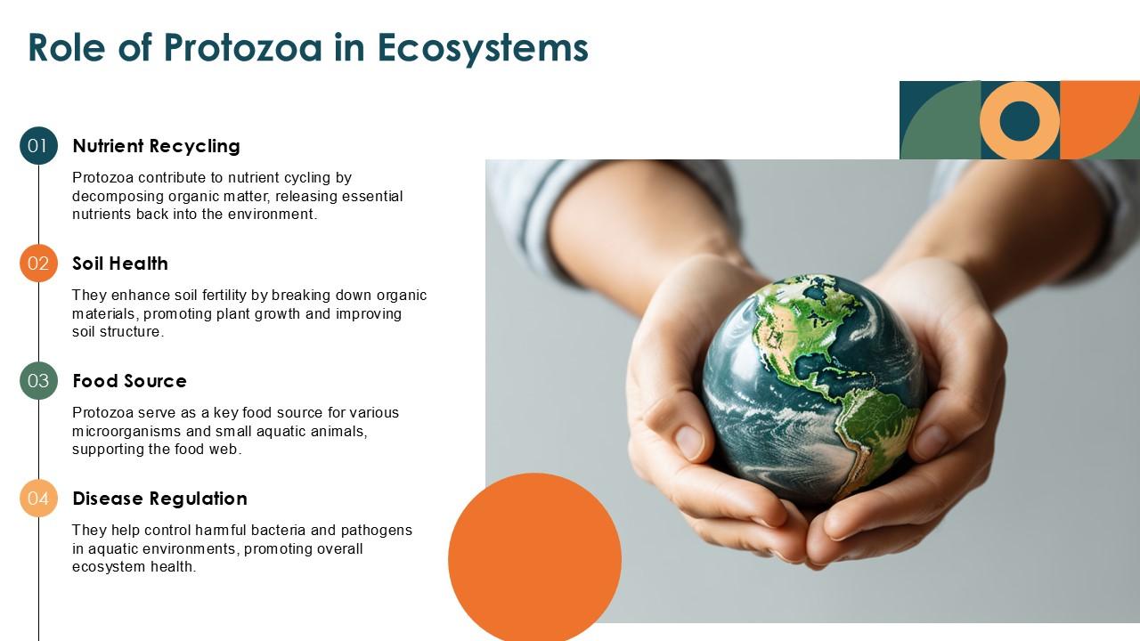 Sea Anemone And Protozoa PPT Structure ACP PPT Sample