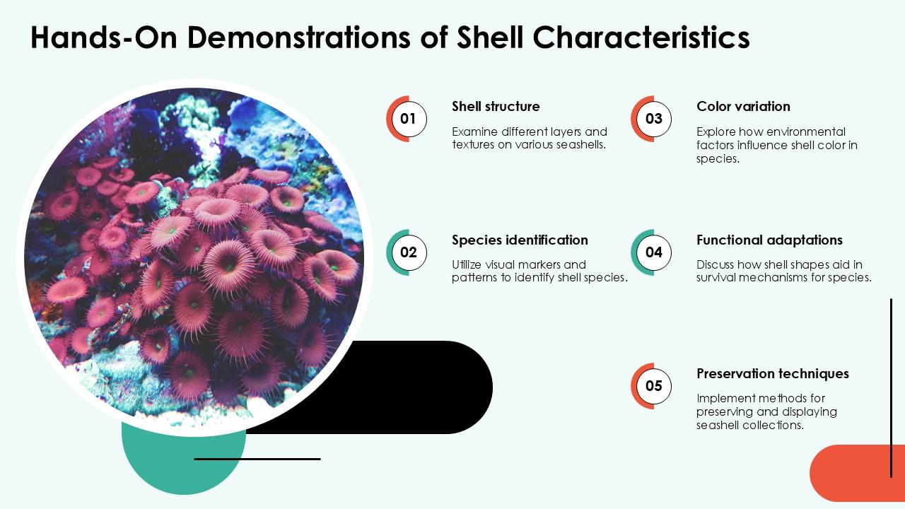 Seashell Anatomy Ppt Mockup Acp Ppt Presentation
