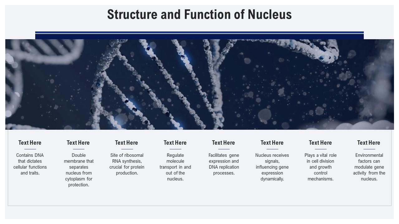 Structure And Function Of Nucleus Cell Organelles Ppt Summary Acp Ppt