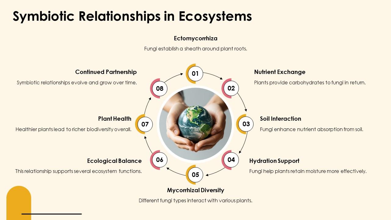 Symbiotic Relationships In Ecosystems Mycorrhizal PPT Structure ACP PPT Example