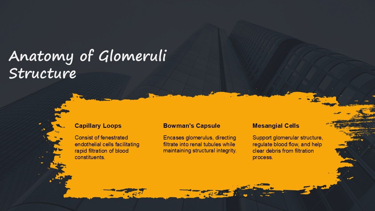 Understanding Glomeruli Key Functions And Importance PPT PowerPoint ST AI