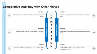 Comparative Anatomy With Other Nerves Ophthalmic Nerve PPT Designs ACP ...