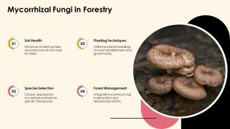 Mycorrhizal Fungi In Forestry PPT Outline ACP PPT Slide