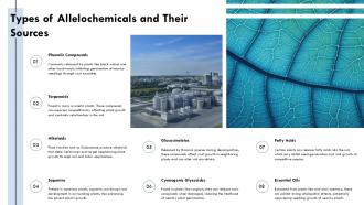 Types Of Allelochemicals And Their Sources PPT Template ST AI SS PPT Slide