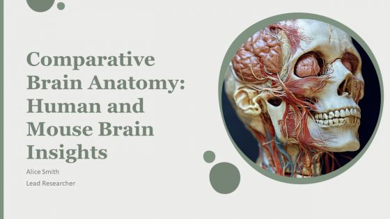 Comparative Brain Anatomy Human And Mouse Brain Insights PPT Slides AT