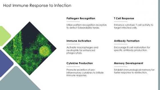 Infection Responses PowerPoint Presentation and Slides PPT Example ...