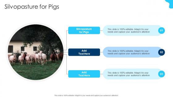 Silvopasture Pigs PowerPoint Presentation and Slides PPT Presentation | SlideTeam
